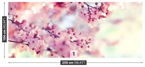 Fototapeta Třešňové květy 104x70