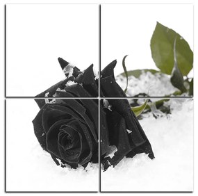 Obraz na plátně -  Růže na sněhu - čtverec 3103QD (100x100 cm)