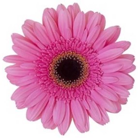 Samolepicí dekorace na kachličky Gerbera růžová 15 x 15 cm
