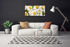 Obraz na plátně Květiny Sedmikráska Příroda 100x50 cm
