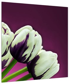 Obraz tulipánů  (50x50 cm)