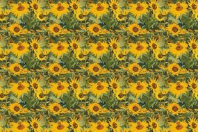 Samolepící tapeta slunečnice ve volné přírodě - 75x1000 cm