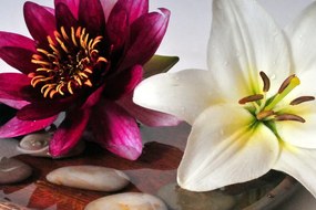 Obraz květiny v misce se Zen kameny Varianta: 90x60