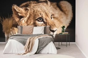 Fototapeta mládě lva - 150x100 cm