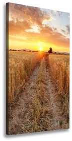 Wallmuralia Vertikální Foto obraz na plátně Pole pšenice 50x100