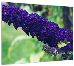 Obraz modré květiny (70x50 cm)