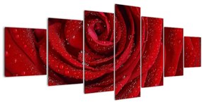Obraz - detail růže (210x100 cm)