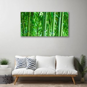 Obraz na plátně Bambus Stonek Rostlina 100x50 cm