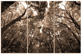 Obraz na plátně - Zelené stromy v lese 1194FB (135x90 cm)
