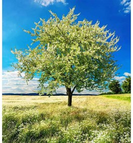 Třídílná vliesová fototapeta Kvetoucí strom, rozměr 225x250cm, MS-3-0096