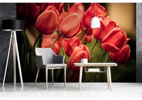 Vliesové fototapety na zeď Červené tulipány | MS-5-0128 | 375x250 cm