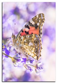 Obraz na plátně - Motýl na levandule - obdélník 7221A (90x60 cm  )