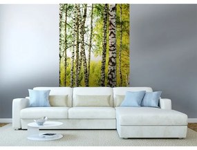 DIMEX | Vliesová fototapeta na zeď Březový les MS-2-0094  | 150 x 250 cm | bílá, černá, zelená