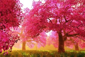Fototapeta rozkvetlé stromy třešně - 225x150 cm