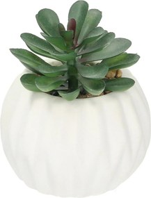 Dekorace Crasulla 12cm