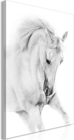 Obraz - Bílý kůň 40x60