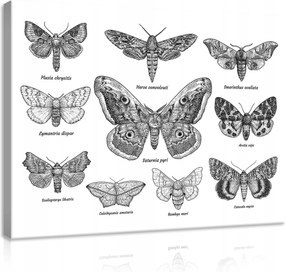 Obraz 100x75 Motýli hmyz ilustrace grafika černobílé entomologie