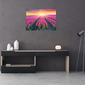 Skleněný obraz pole tulipánů se sluncem (70x50 cm)
