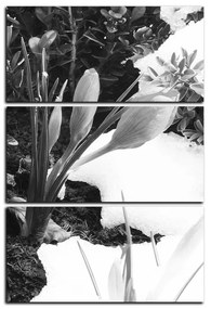 Obraz na plátně - Časné jarní květiny - obdélník 7242QB (90x60 cm  )
