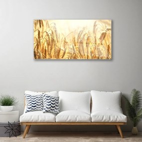 Obraz na skle Obilí Pole Klasy Příroda 100x50 cm