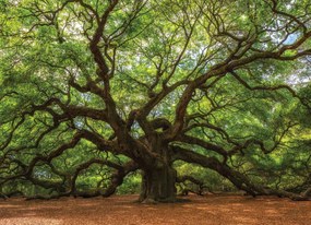 Malvis ® Fototapeta Strom života Vel. (šířka x výška): 432 x 290 cm