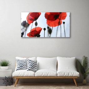 Obraz na plátně Máky Rostlina 140x70 cm