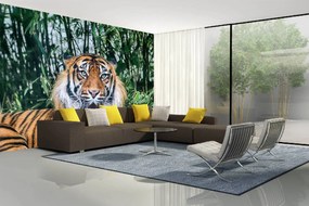 DIMEX | Samolepicí vliesová fototapeta na zeď Tygr sumaterský MA-5-0580 | 375 x 250 cm | zelená, bílá, černá, oranžová