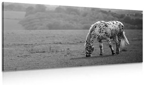 Obraz kůň na louce v černobílém provedení - 120x60 cm