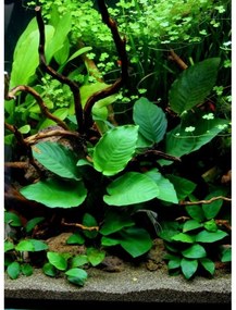 Anubias matečný