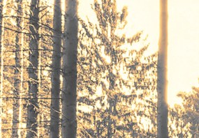 Obraz lesní záře sépie Velikost (šířka x výška): 225x90 cm