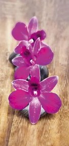 Fialové orchideje - 70 x 33 cm