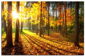 Obraz na plátně - Podzimní les 1176A (60x40 cm)