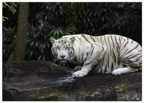 Obraz - Tygr albín (70x50 cm)