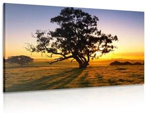 Obraz osamělý strom při západu slunce Varianta: 120x80