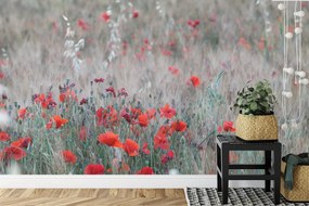 Fototapeta Poppy Field Hladký vinyl 254x184