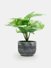 Sinsay - Okrasná rostlina v květináči – monstera - zelená