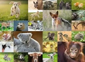 Ravensburger Koláž zvířecích mláďat / 200 dílků / od: 6 let