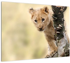 Skleněný obraz lvíčete (70x50 cm)