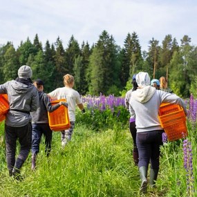 Přírodní vůně do sauny bříza-máta 3ks