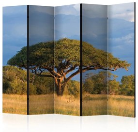 Paraván - African acacia tree, Hwange National Park, Zimbabwe II [Room Dividers]