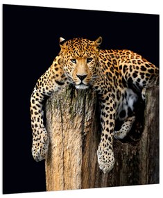 Obraz geparda (40x40 cm)