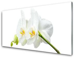 Obraz na skle Plátky Květ Bíla Orchidej 120x60 cm