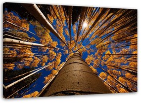 Obraz na plátně Stromy Lesní krajina - 60x40 cm