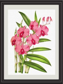 Obrázek růžová orchidej A3 (297 x 420 mm): 297 x 420 mm