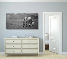 Obraz kůň na louce v černobílém provedení - 100x50 cm