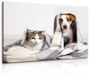 Malvis ® Obraz pes a kočka II Velikost: 90x60 cm