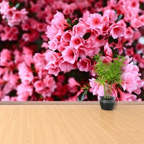 Fototapeta Růžový rododendron
