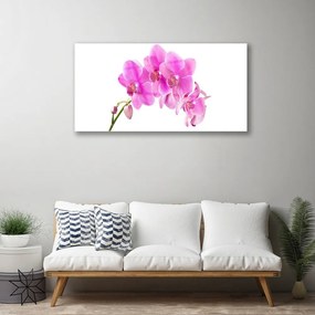 Plexisklo-obraz Vstavač Květ Orchidej 100x50 cm