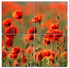 Obraz na plátně - Krásné divoké máky - čtverec 397D (100x100 cm)