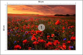 Fototapeta Poppy Field Vliesová tapeta 104x70.5